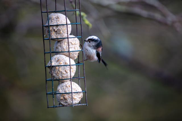 Six ways to help your garden wildlife thrive in the cooler winter ...
